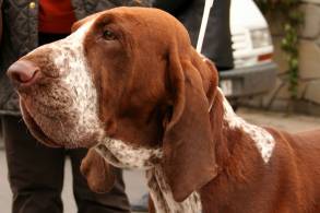 5 Rare Bird Hunting Dogs That Make Great Companions | GearJunkie