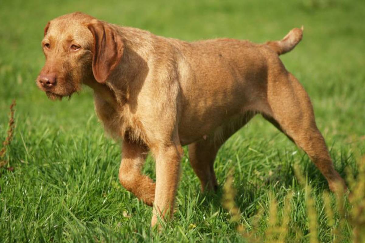 5 Rare Bird Hunting Dogs That Make Great Companions | GearJunkie