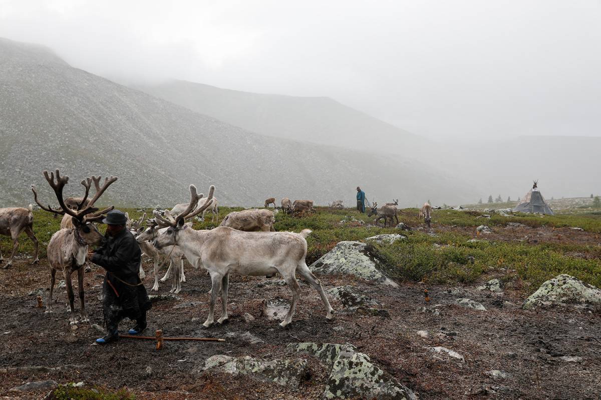 The Last Reindeer Riders: Expedition to the Tsaatan of the Taiga ...