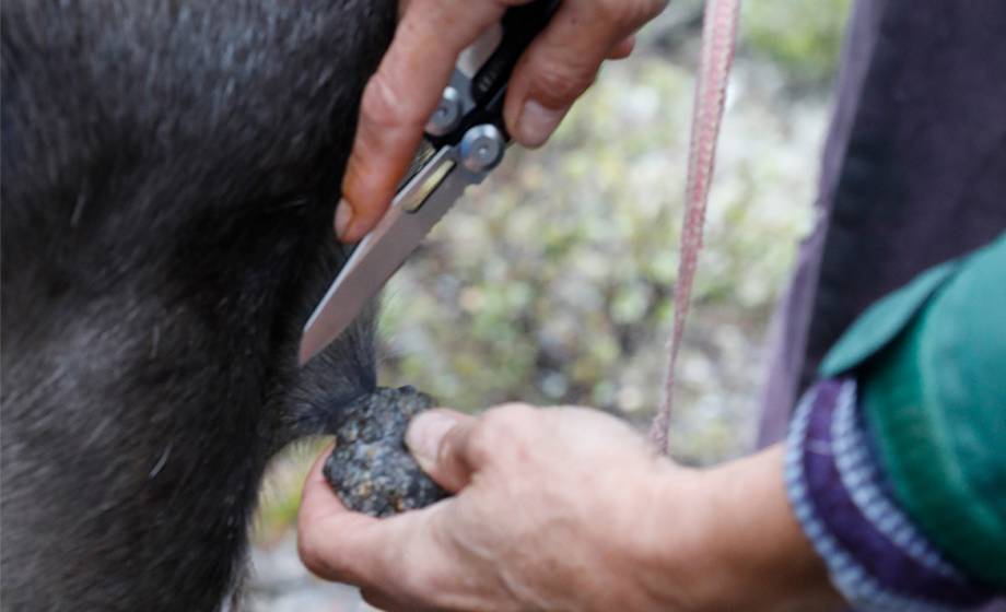 The Last Reindeer Riders: Expedition to the Tsaatan of the Taiga ...