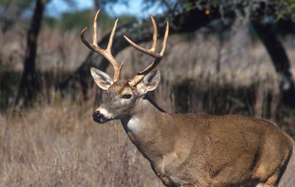 Maine Officials Say 'Do Not Eat' Local Deer After Finding PFAS in ...