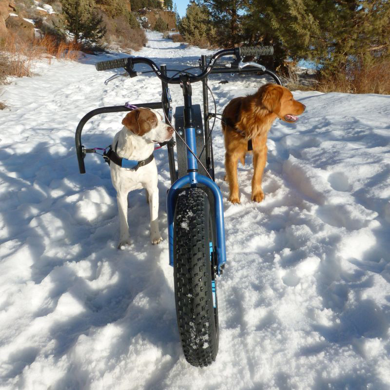 Emerging Gear: Shapeshifting Bike, Dog-Powered Scooter, Unbreakable ...