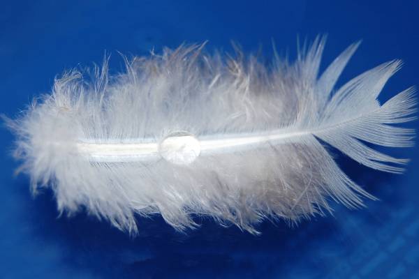 What's in Your Puffy: 'Track My Down' Is a Feather Trove of Information ...