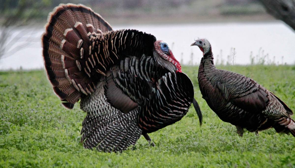 Hook & Bullet Bargains: All Things Turkey Season | GearJunkie