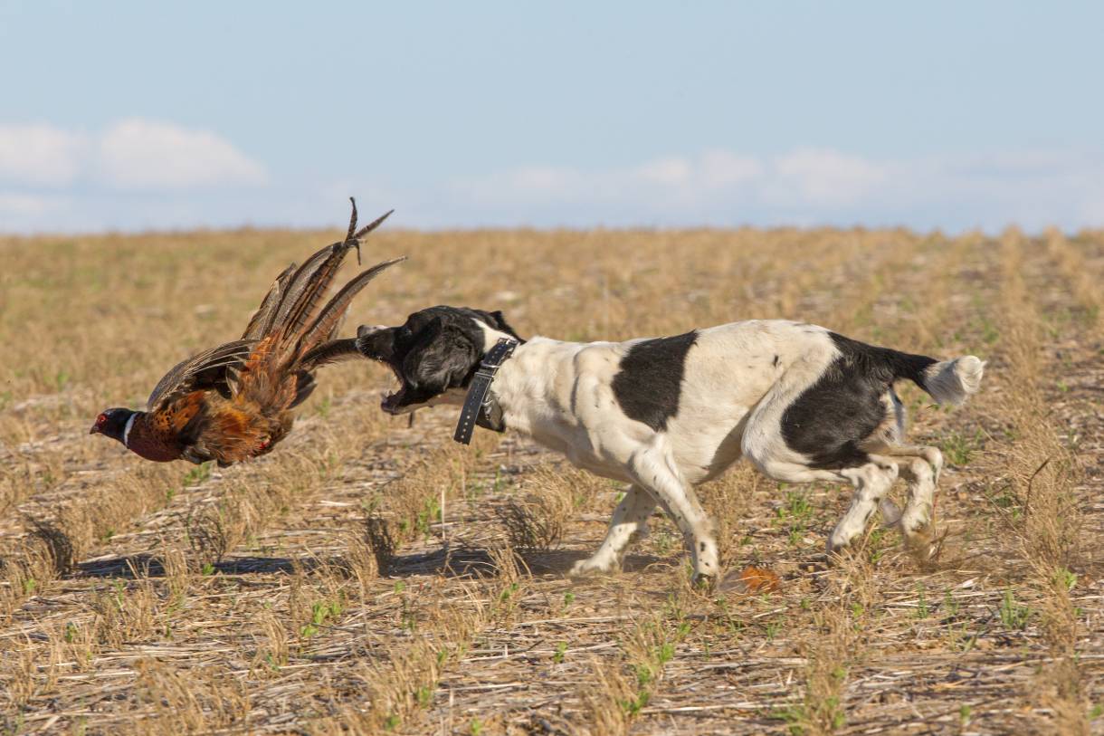 Finding and Starting Your Pheasant Dog: 7 Tips From the Experts ...