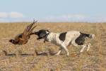 Finding and Starting Your Pheasant Dog: 7 Tips From the Experts ...