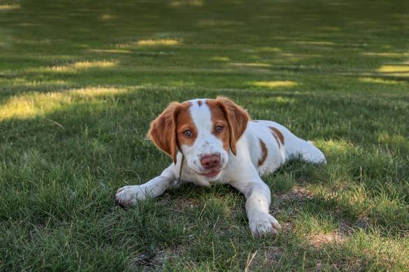 Finding and Starting Your Pheasant Dog: 7 Tips From the Experts ...