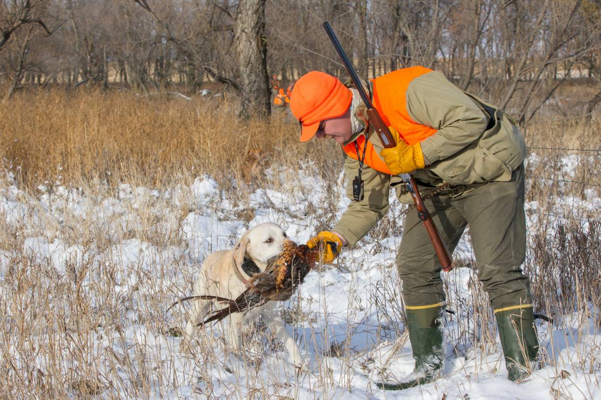 Finding and Starting Your Pheasant Dog: 7 Tips From the Experts ...