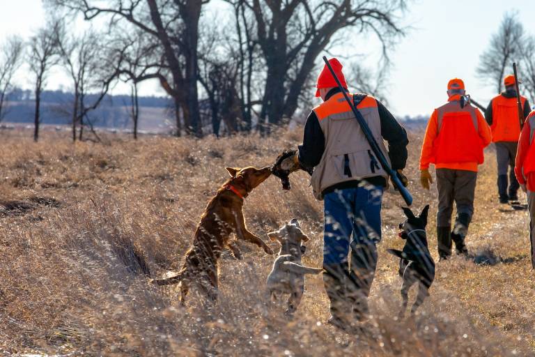 Finding and Starting Your Pheasant Dog: 7 Tips From the Experts ...