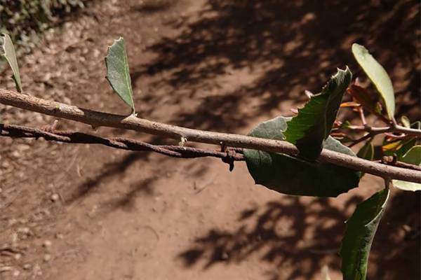Barbed Wire Booby Trap: Cyclist Finds Nasty Surprise on CA Trail ...
