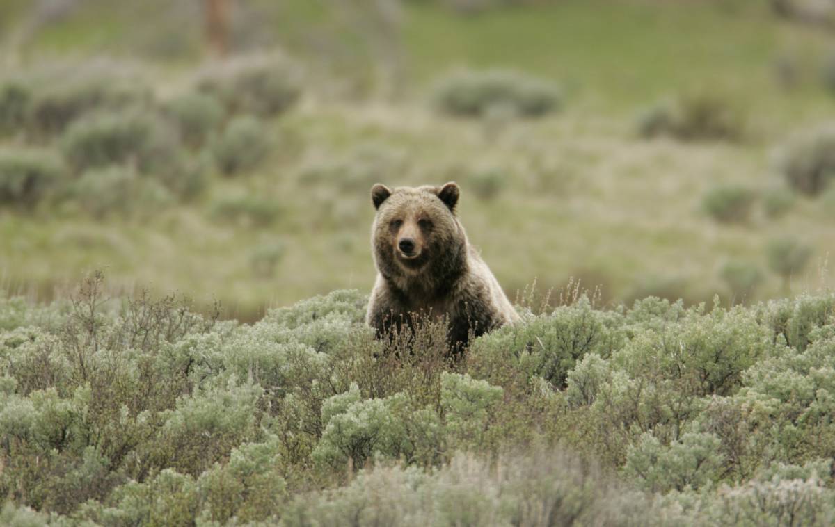 How to Enjoy a Bear Encounter | GearJunkie
