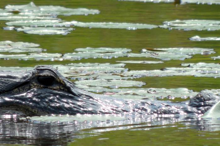 Kayaker 'Chased' by Giant 360-Pound Alligator | GearJunkie