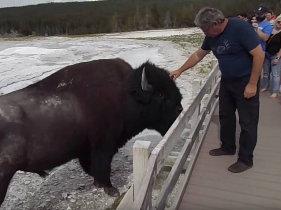 How to Pet a Bison | GearJunkie