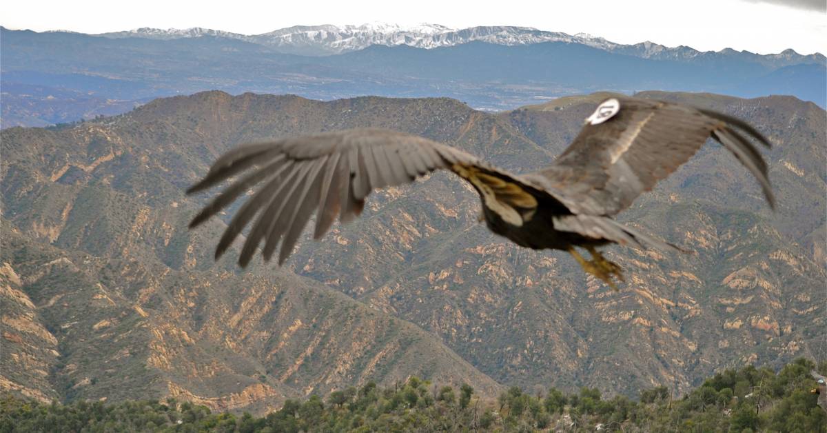 Utah Sees 1st Successful Condor Fledging in the State | GearJunkie