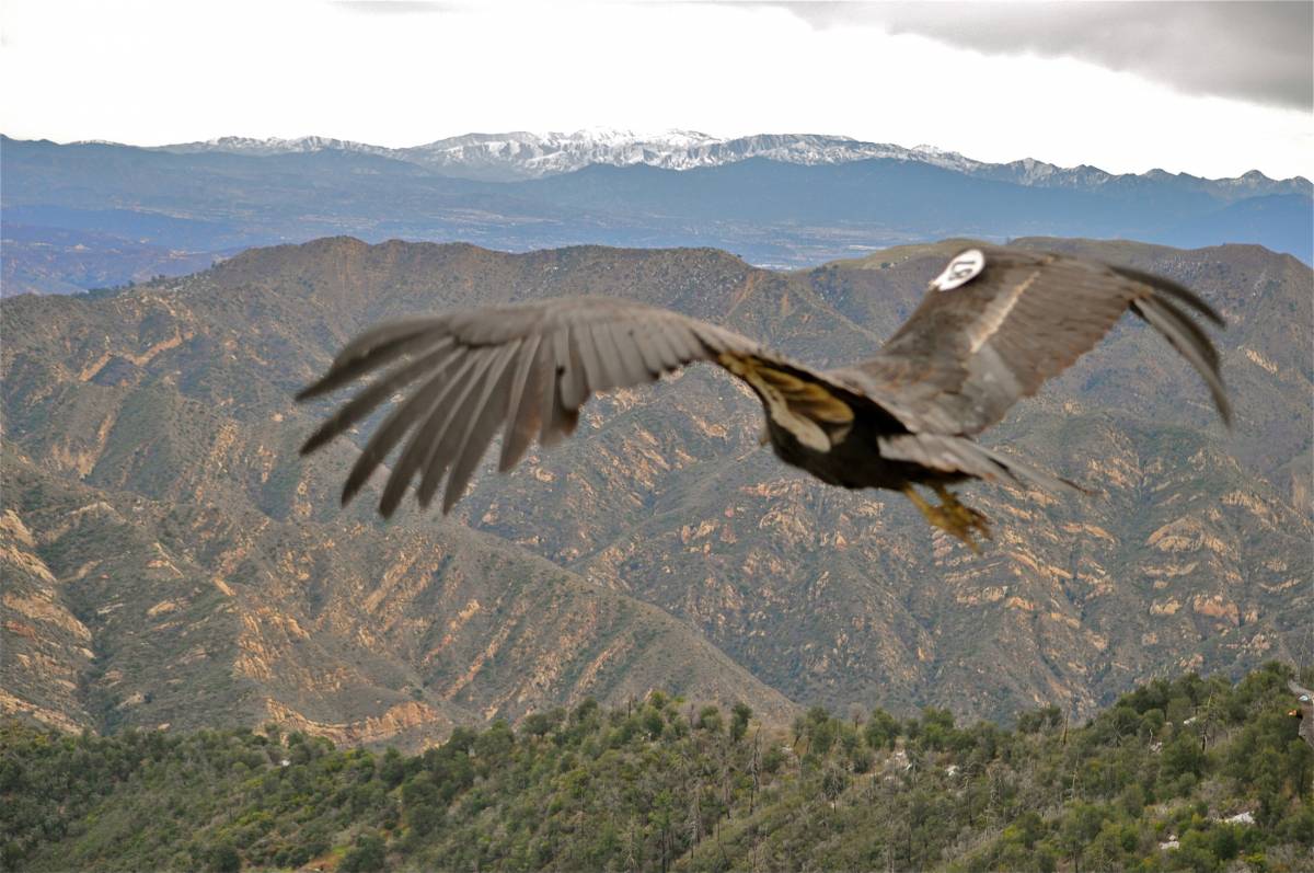 Utah Sees 1st Successful Condor Fledging in the State | GearJunkie