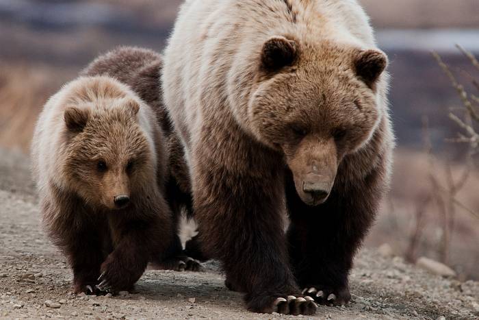 Fat Bear Week Junior: Check Out the Chubby Cub Competition | GearJunkie