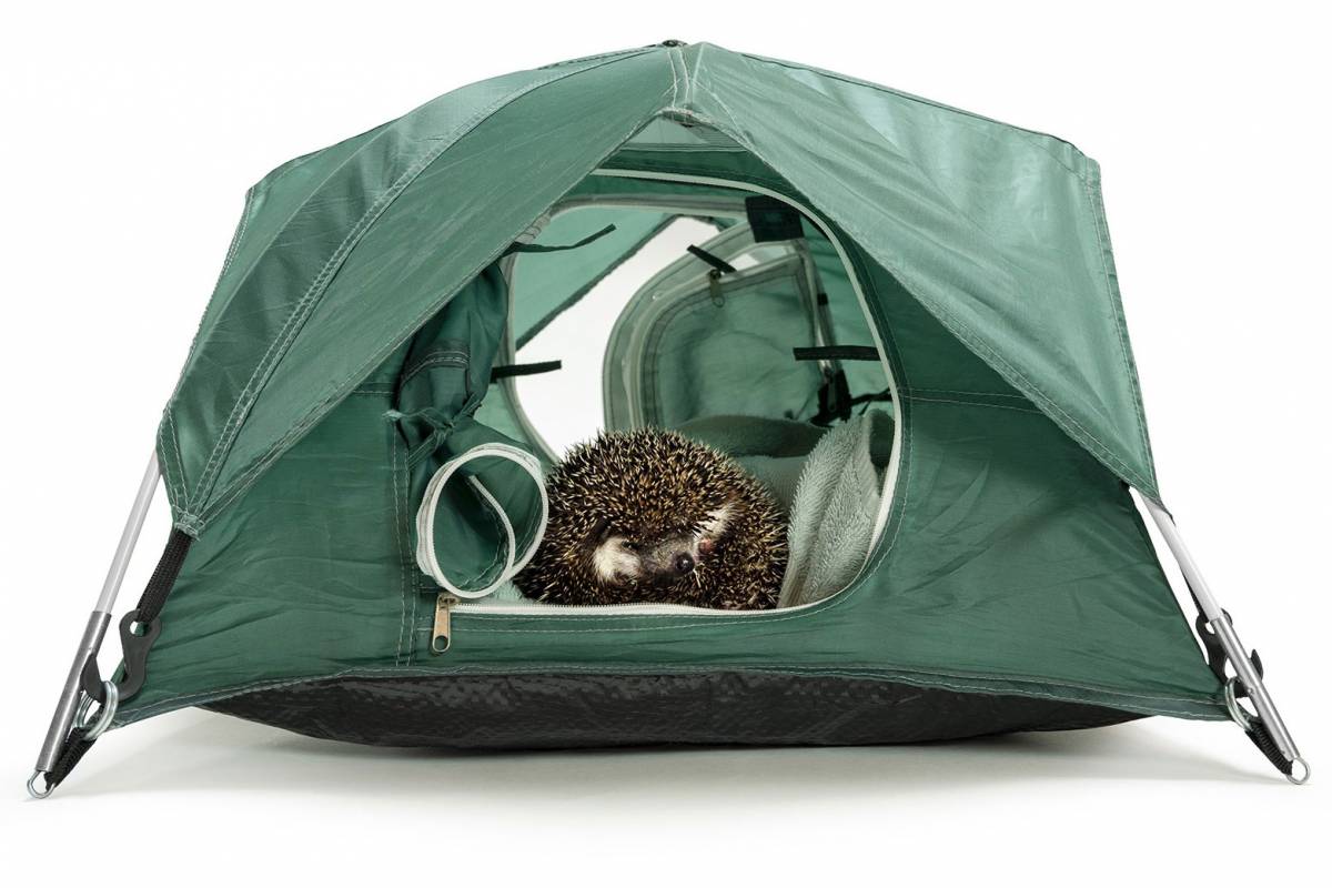 America's Favorite Tent? 'Tiny Tent' Sells Out REI in 3 Weeks | GearJunkie