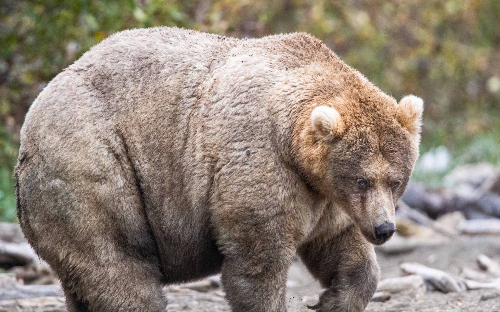 Meet 435 Holly, Queen of the Katmai Fat Bears | GearJunkie
