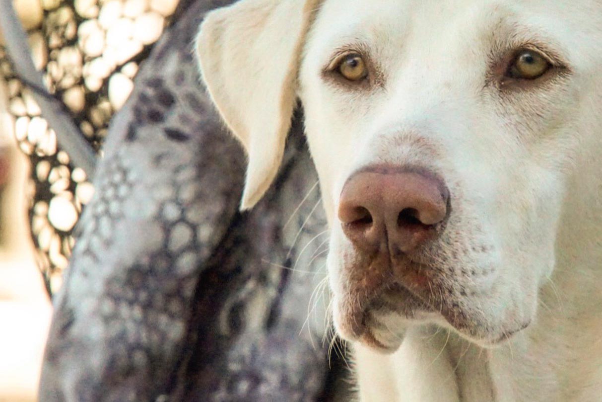 The Best Dogs For Waterfowl Hunting Quantified GearJunkie The Best Dogs For Waterfowl Hunting Quantified GearJunkie