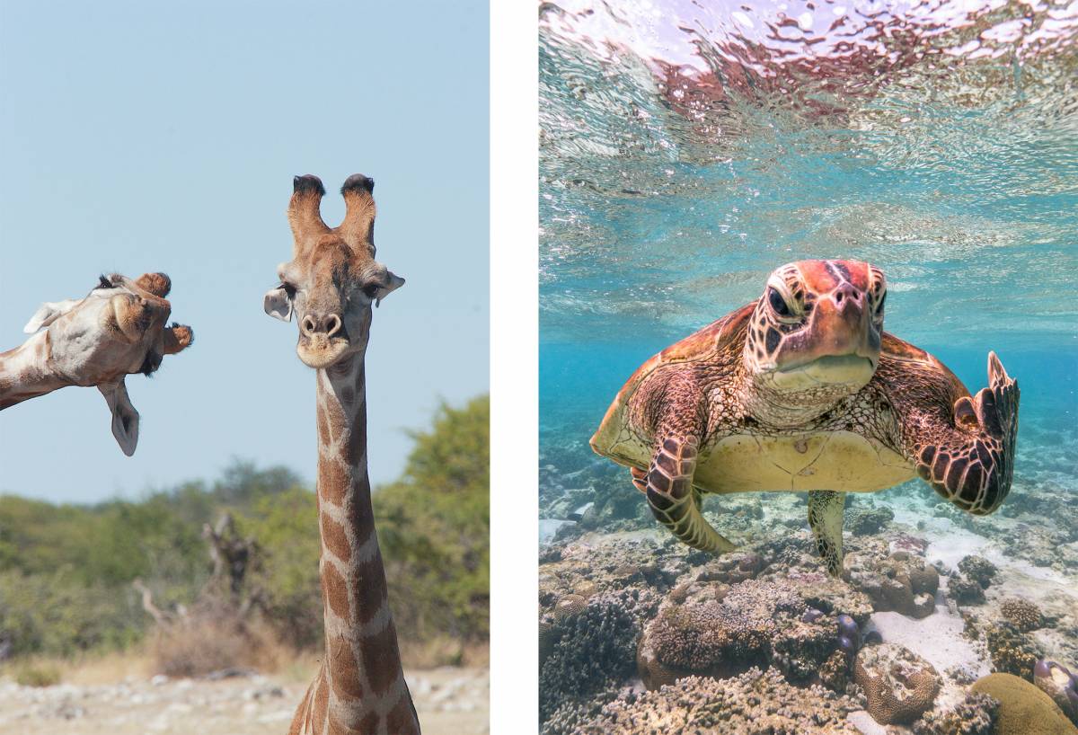 Lions, Tigers, and ... Oh Boy: The Comedy Wildlife Awards Are Here ...