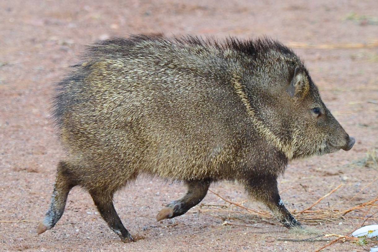 5 Unusual Species to Hunt on Public Land in North America | GearJunkie