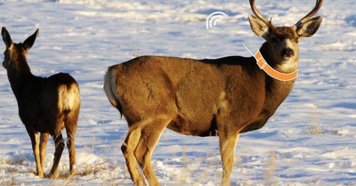 GPS Collaring Wildlife Is Vitally Important: Here's Why | GearJunkie