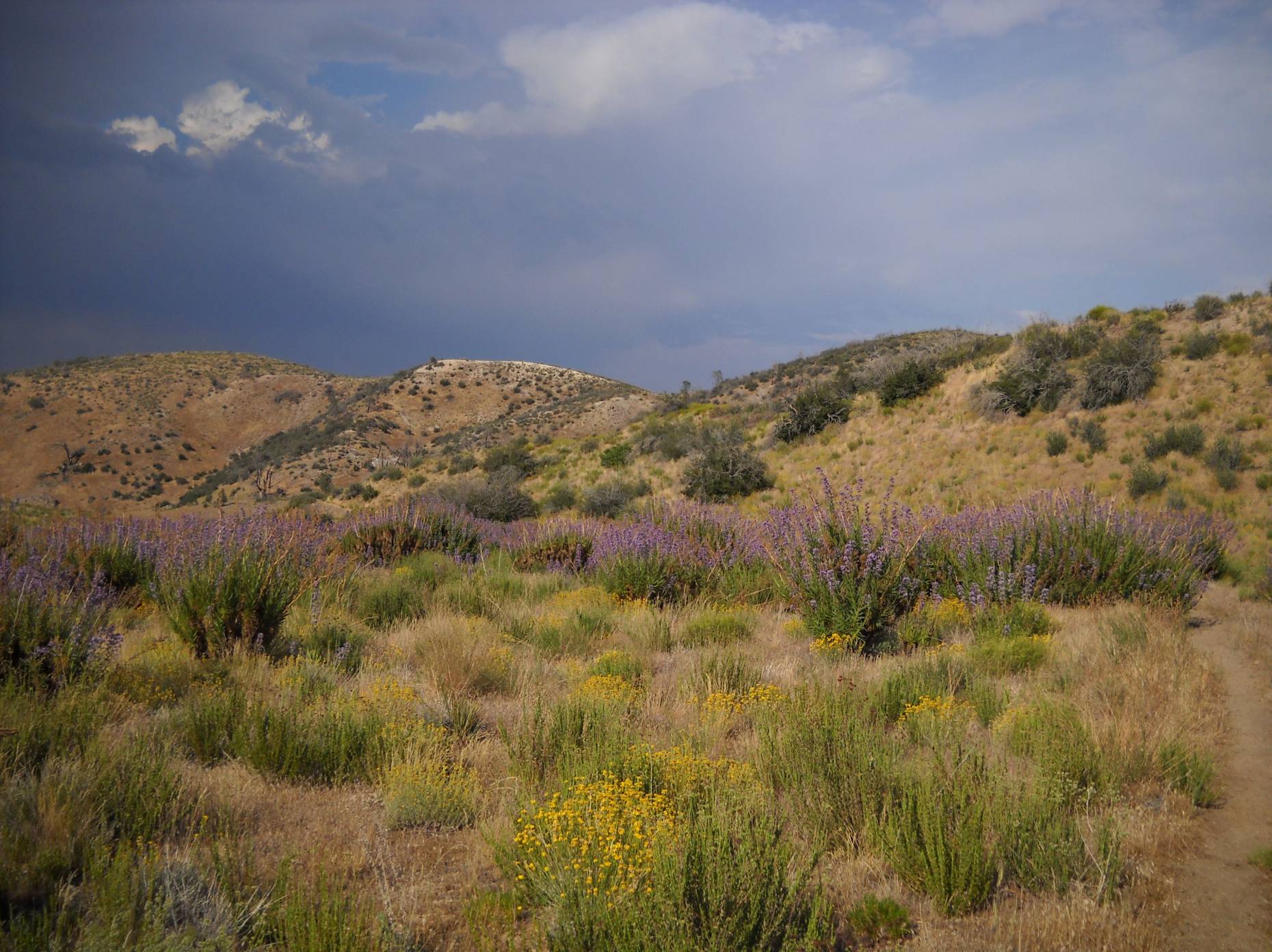 Hiking Through the Desert: How PCT Hikers Do It | GearJunkie