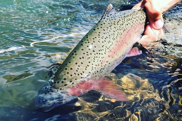 Spring Fly Fishing: Tips & Tricks for Landing Your Dream Trout | GearJunkie