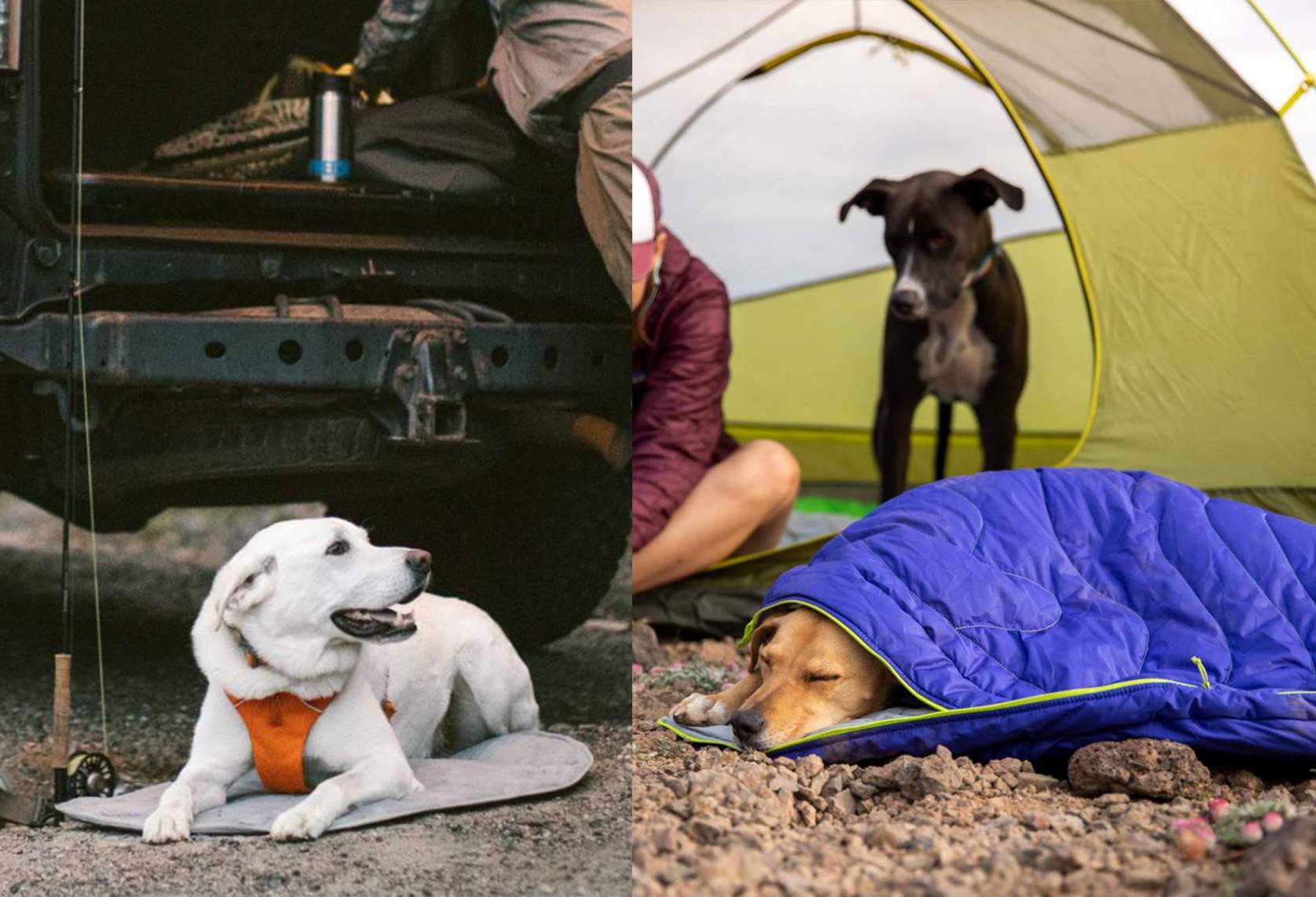 Ruffwear Launches Redesigned 'Front Range' Dog Gear | GearJunkie