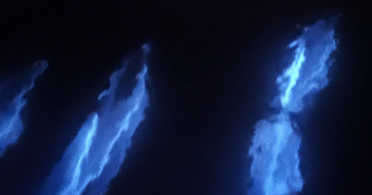 Dolphins 'Glow' While Swimming Through Bioluminescence | GearJunkie