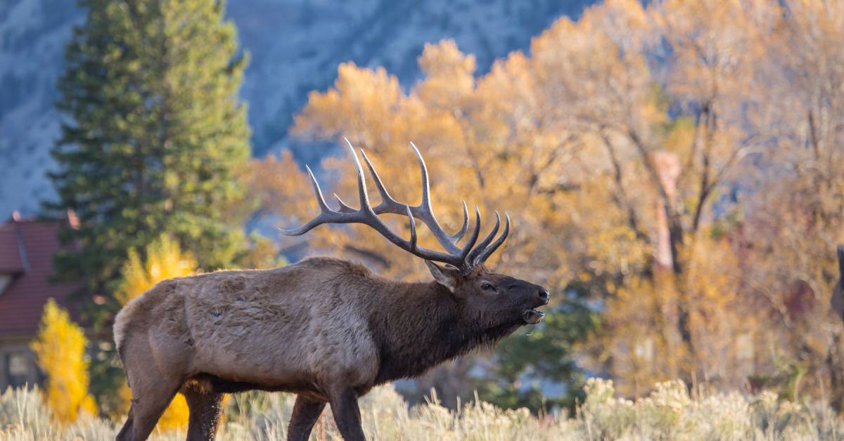 'Bugling Elk' Punks Denver News Station During COVID Howl | GearJunkie