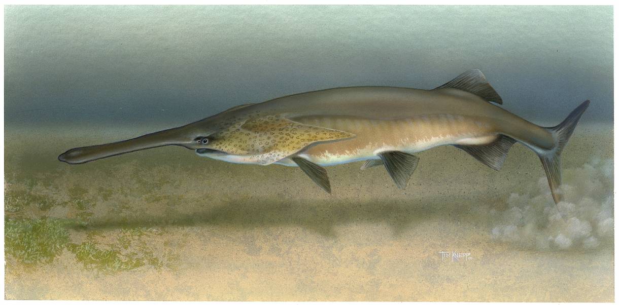 5 Large and Unusual Freshwater Fish to Catch in North America | GearJunkie