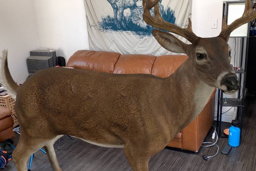 Lions, Tigers, and Bears in Your House! Check Out Google's Wild ...