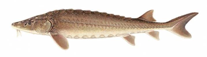 5 Large and Unusual Freshwater Fish to Catch in North America | GearJunkie