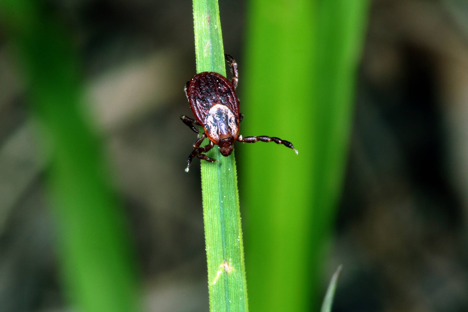 Tick Myths: 12 Misconceptions You Should Know to Stay Safe | GearJunkie