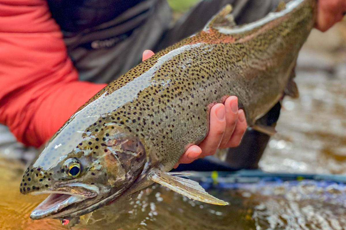 Lake Superior Steelhead: Tips and Gear to Land Your First Chrome