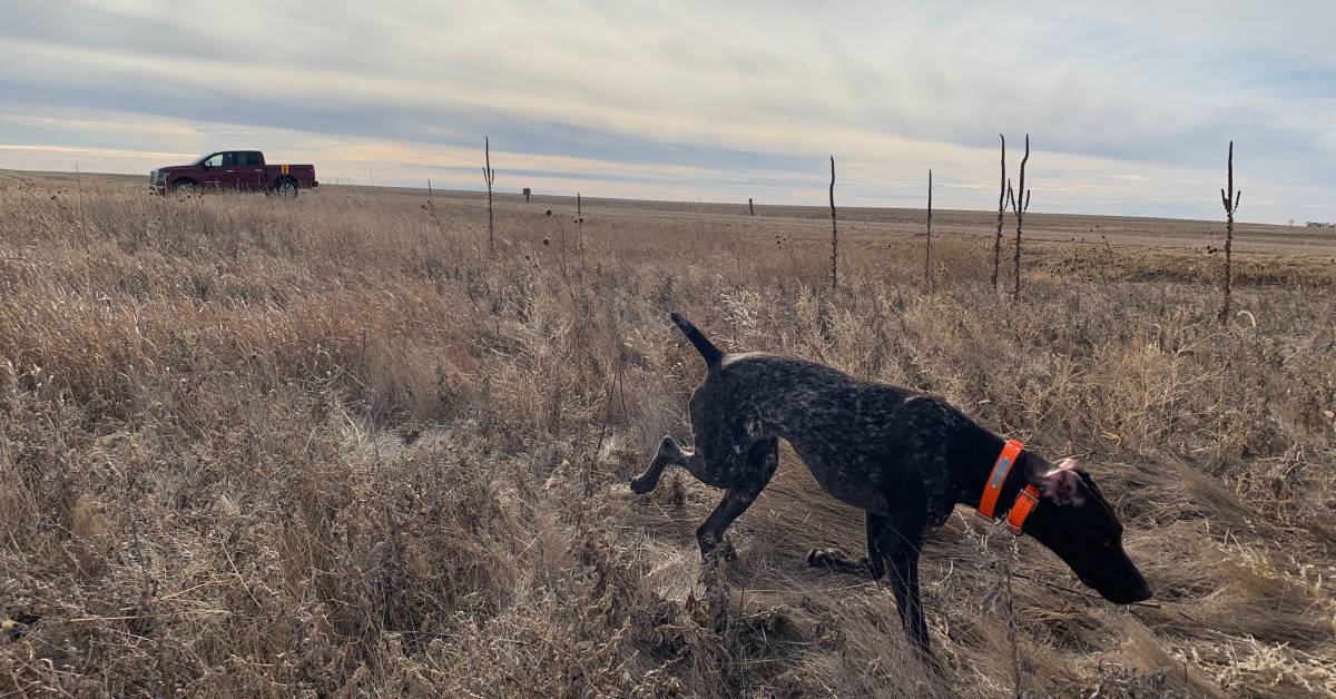 Pheasant Hunting: How to Get Started | GearJunkie