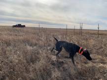 Pheasant Hunting: How to Get Started | GearJunkie