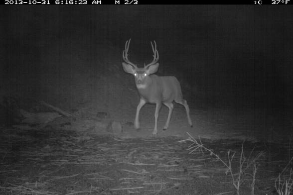 How to Use a Trail Camera | GearJunkie