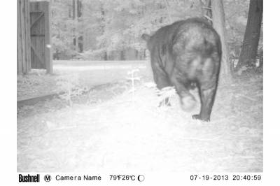 How to Use a Trail Camera | GearJunkie