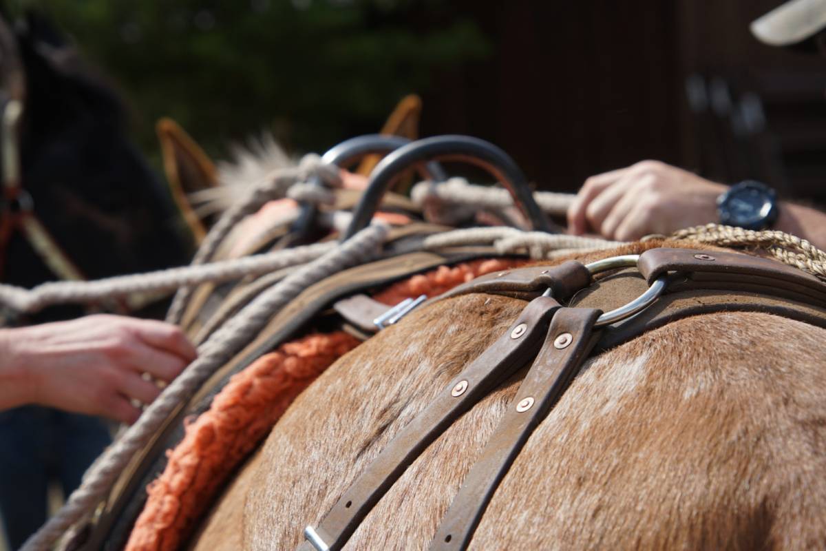 Packing Mules & Horses: A Weekend at the Royal Tine Guide School ...