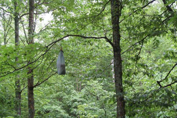 How to Hang a Bear Bag 101 | GearJunkie