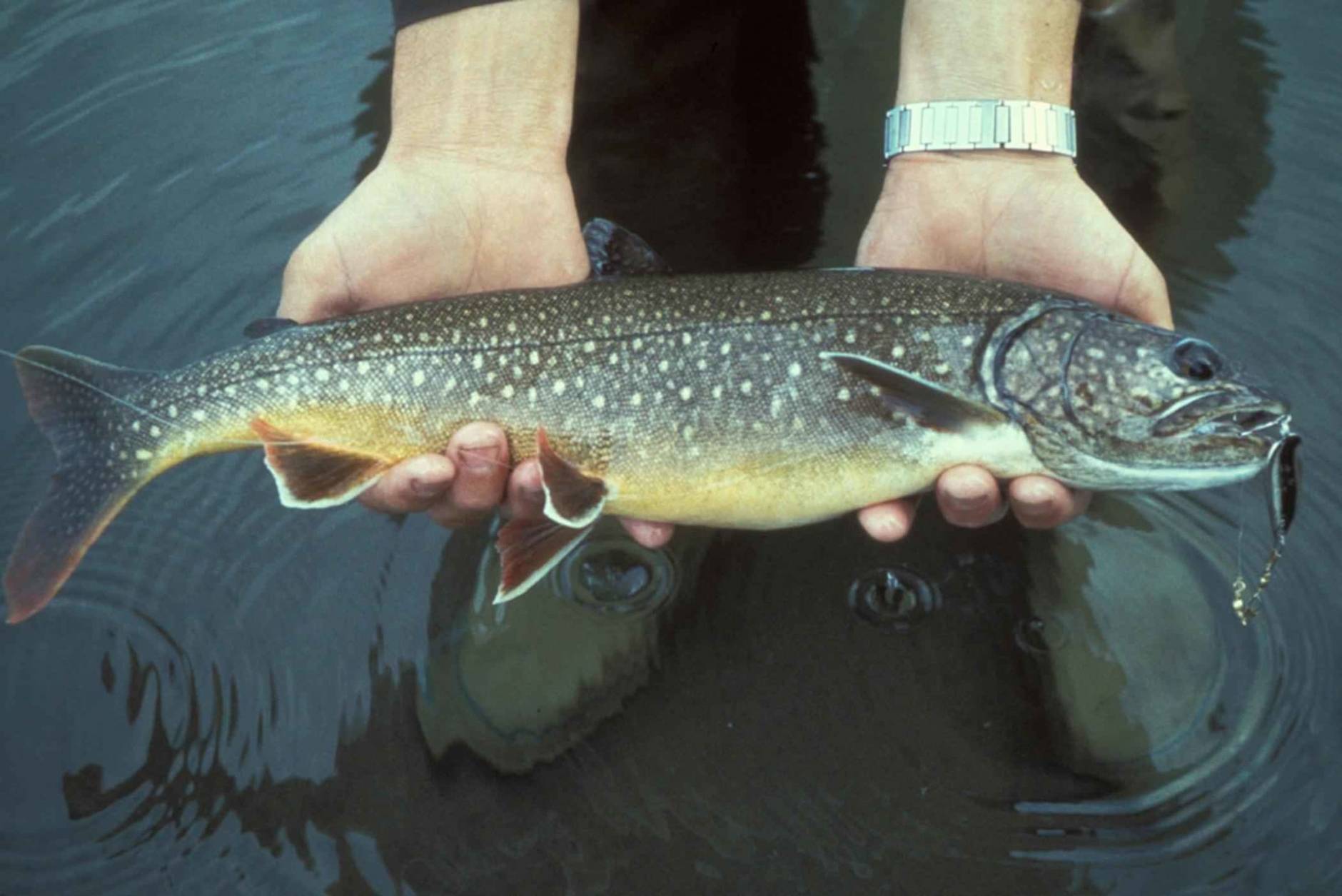 How to Fish for Lake Trout | GearJunkie