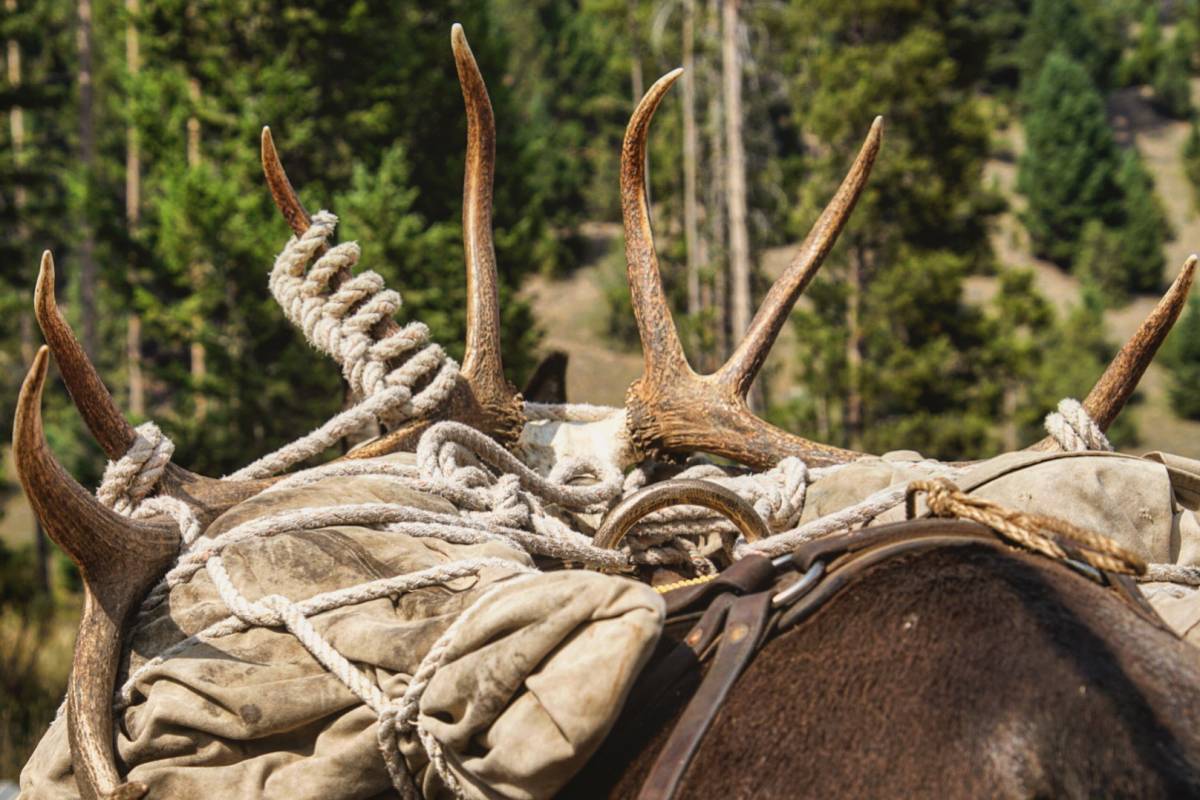 Packing Mules & Horses: A Weekend at the Royal Tine Guide School ...