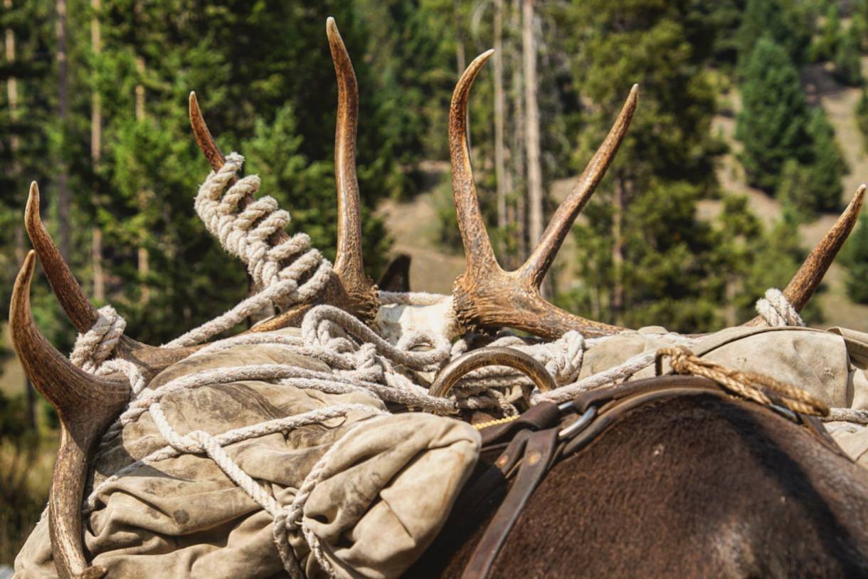 Packing Mules & Horses: A Weekend at the Royal Tine Guide School ...