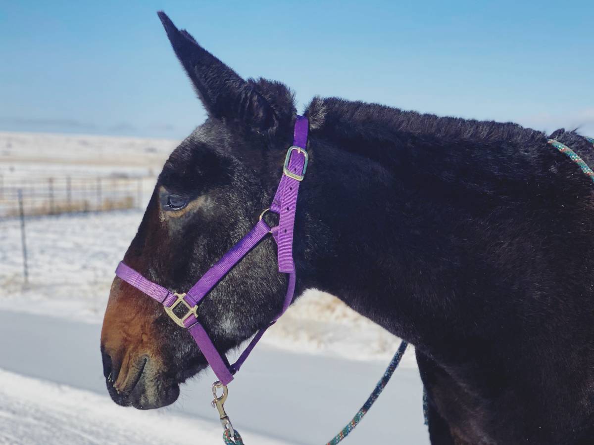 My Retired Forest Service Mule Went Viral: Here's Her Story | GearJunkie