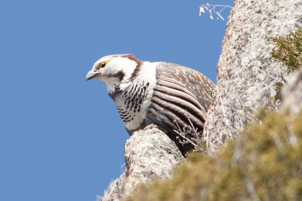 5 Underrated Game Birds to Hunt in North America | GearJunkie