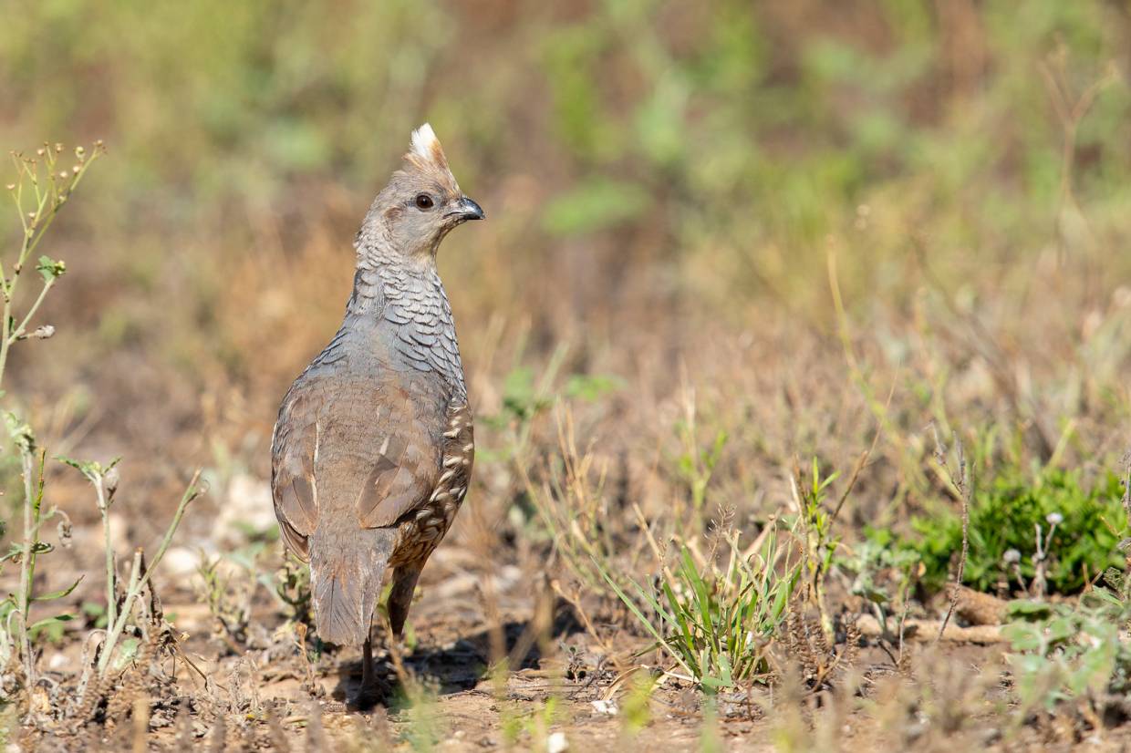 5 Underrated Game Birds to Hunt in North America | GearJunkie