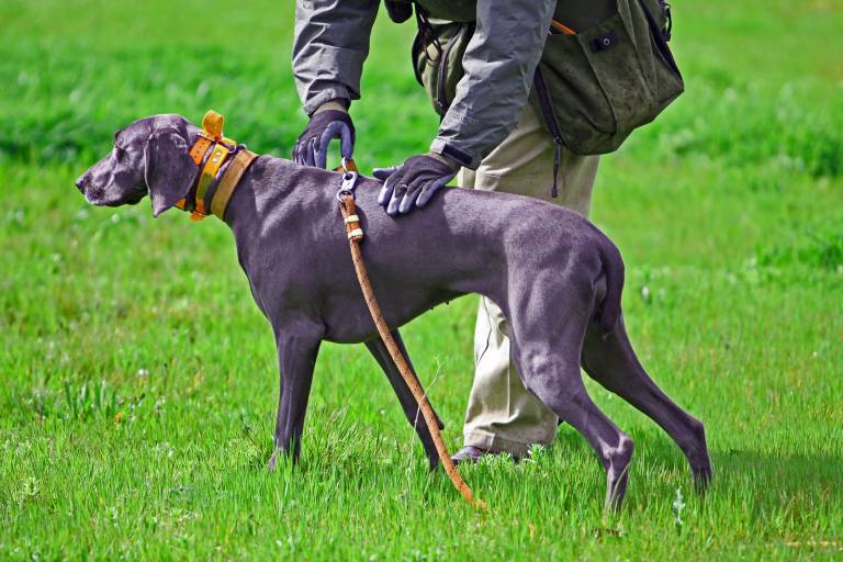 7 Popular Pointer Dog Breeds for Bird Hunting | GearJunkie