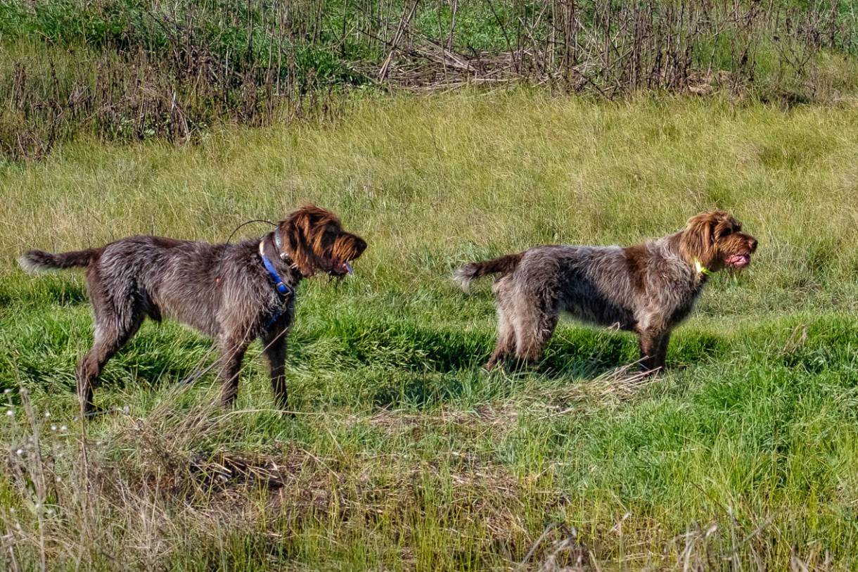 7 Popular Pointer Dog Breeds for Bird Hunting | GearJunkie